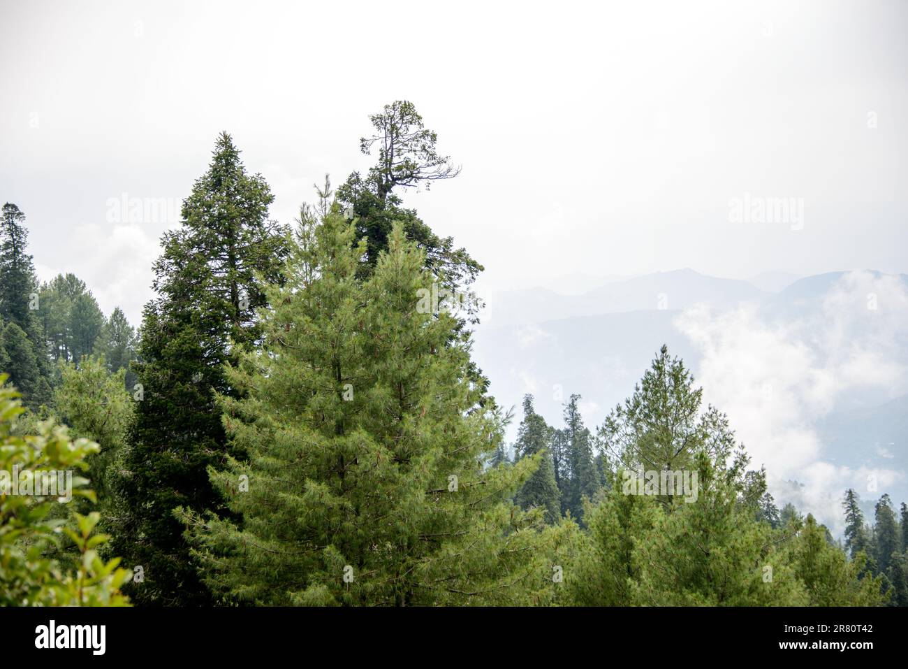 Pinus Roxburghii Tree on the Mountains in Nathia Gali, Abbottabad ...
