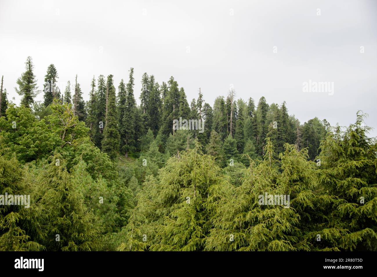 Pinus Roxburghii Tree on the Mountains in Nathia Gali, Abbottabad ...