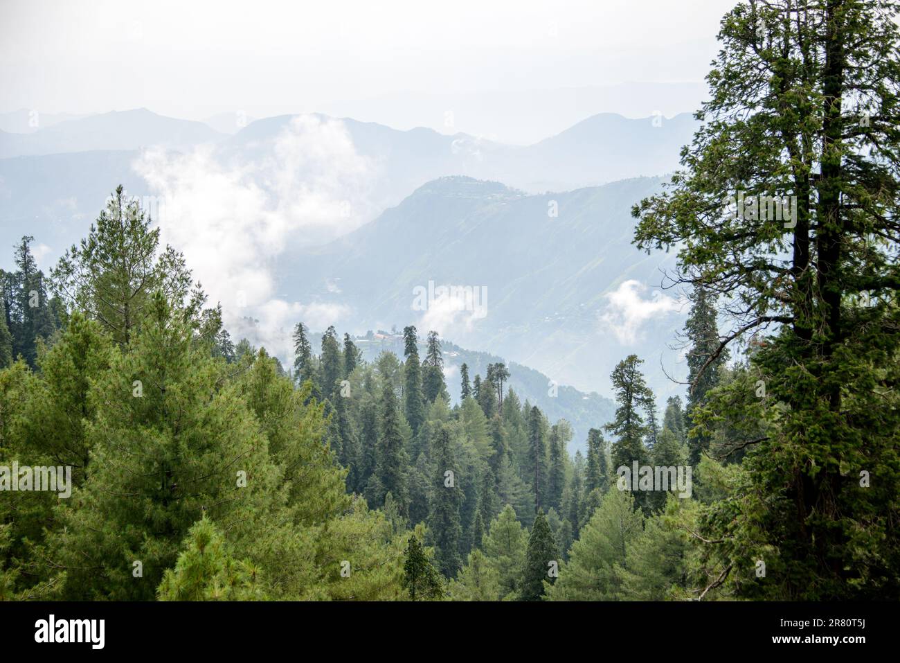 Pinus Roxburghii Tree on the Mountains in Nathia Gali, Abbottabad ...