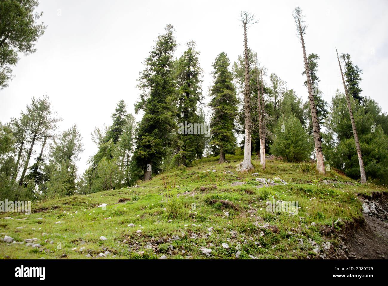 Pinus roxburghii hi-res stock photography and images - Alamy