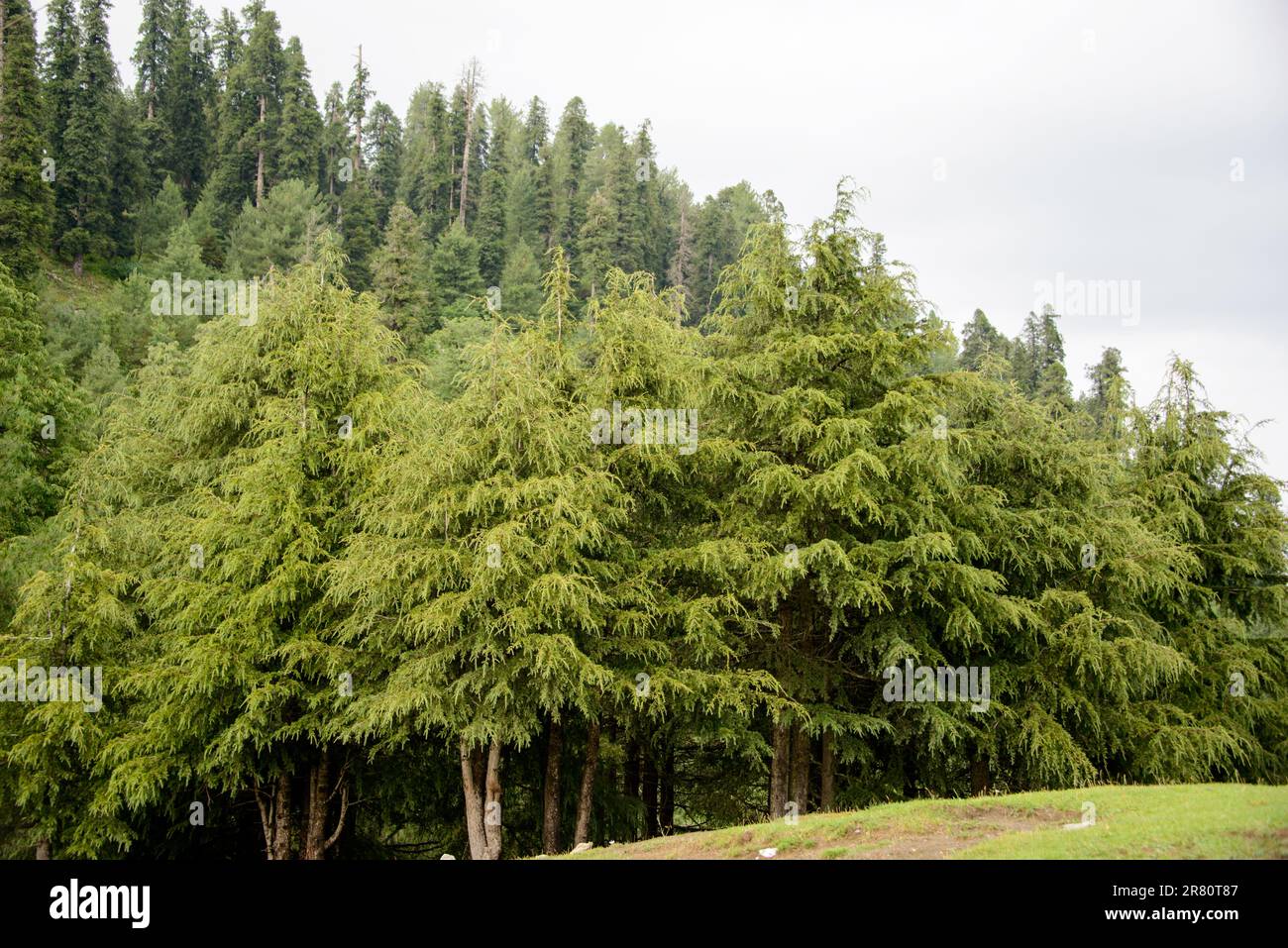 Pinus Roxburghii Tree on the Mountains in Nathia Gali, Abbottabad ...