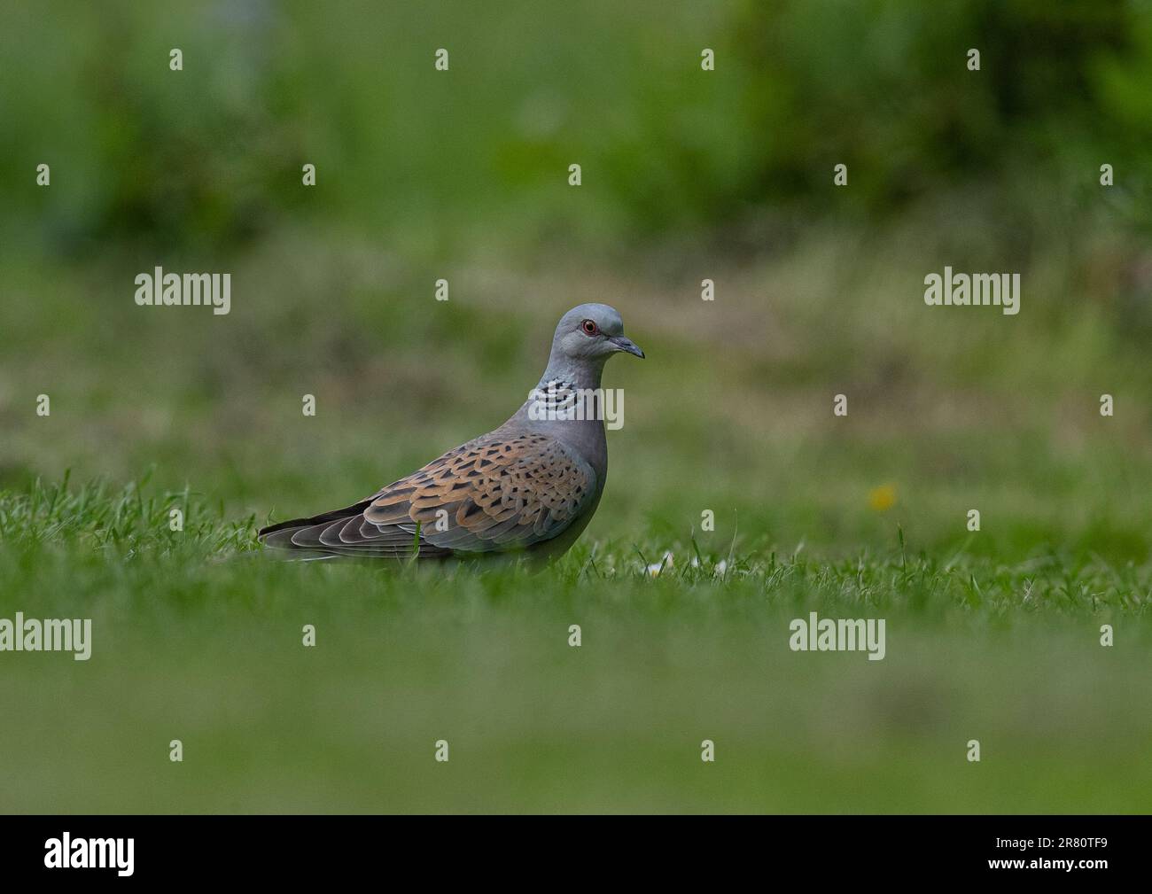 A critically endangered Turtle Dove (Streptopelia turtur ) feeding on ...