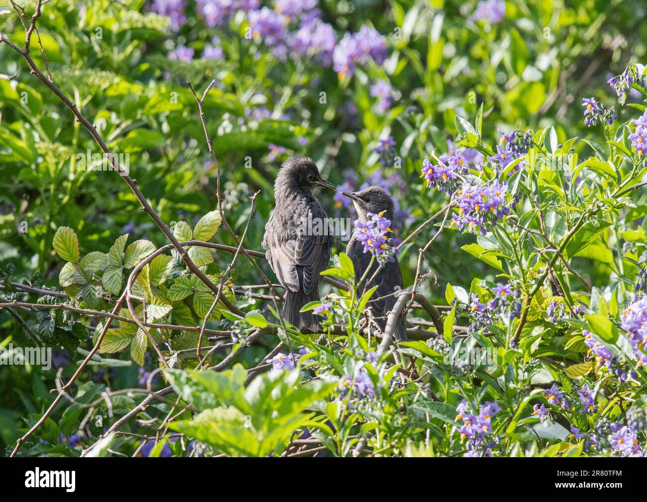 A group of juvenile Starlings (Sturnus vulgaris) recently fledged ...