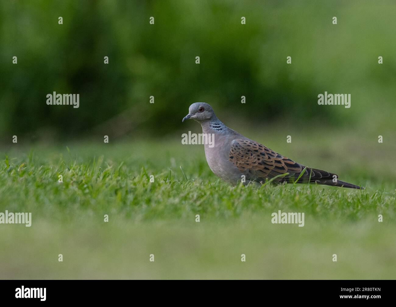 A critically endangered Turtle Dove (Streptopelia turtur ) feeding on ...