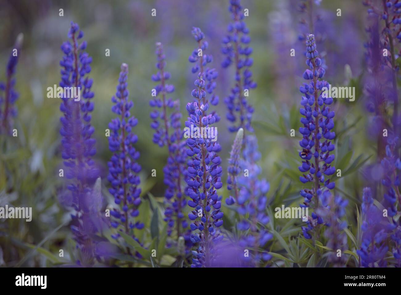 Lupinus polyphyllus. Violet lupines flowering in the meadow. Bunch of ...