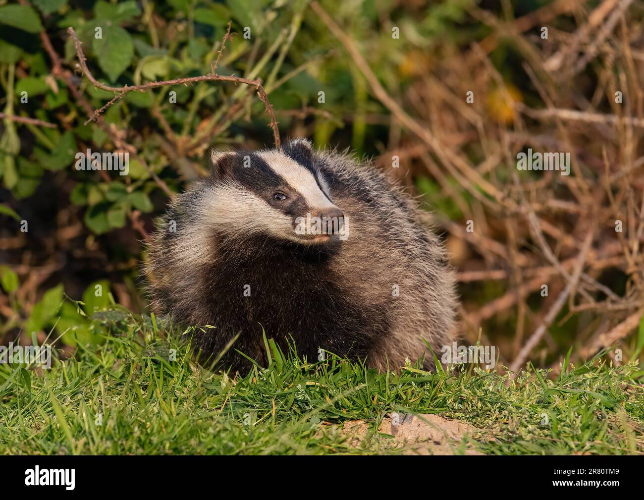 A young Badger ( Meles meles) emerging from the sett at dusk. Essex, UK ...
