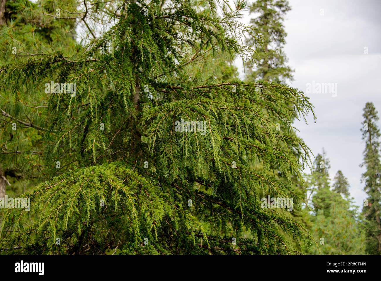 Pinus Roxburghii Tree on the Mountains in Nathia Gali, Abbottabad ...