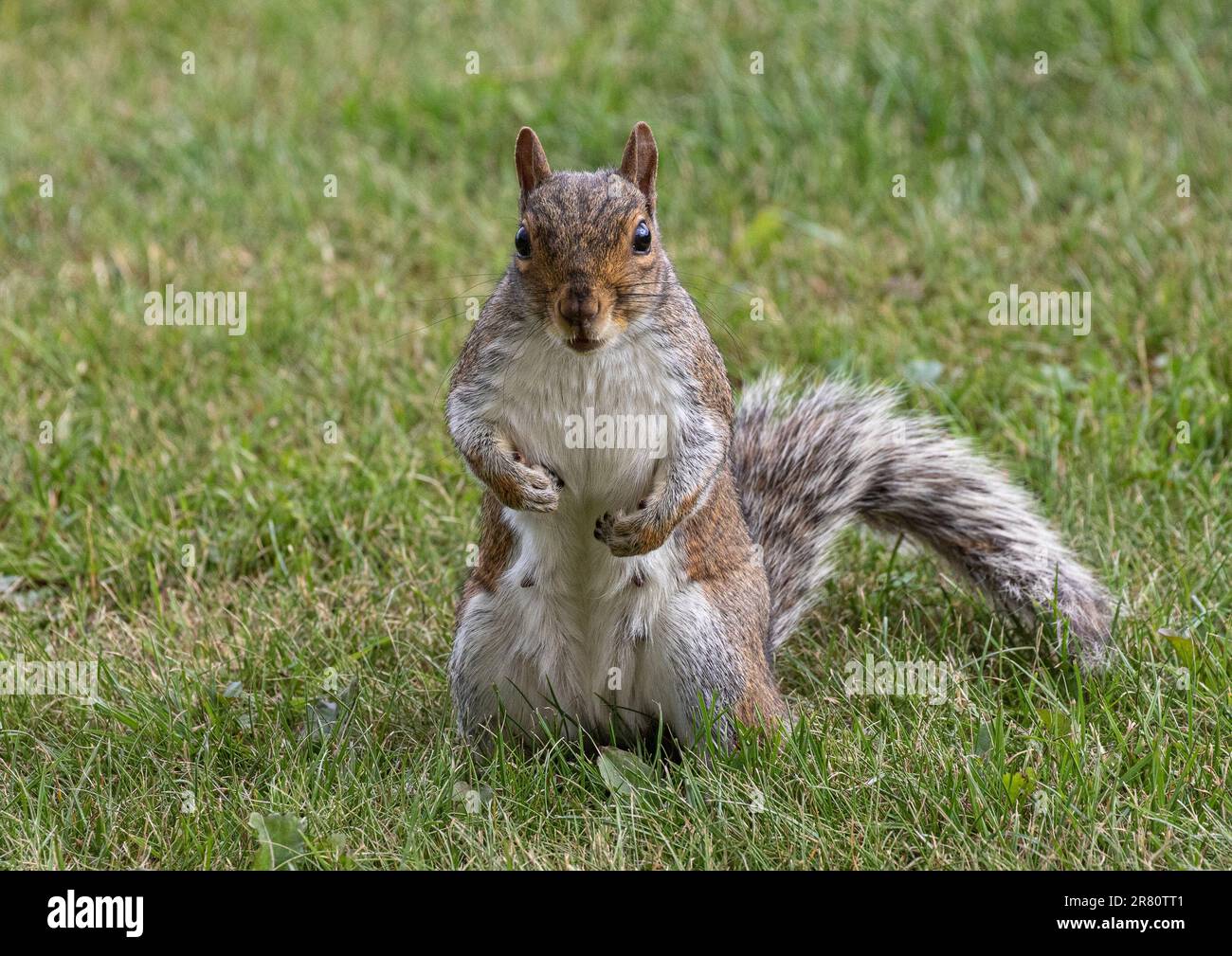 A very cheeky and rather fat / pregnant grey squirrel ( Sciurus ...