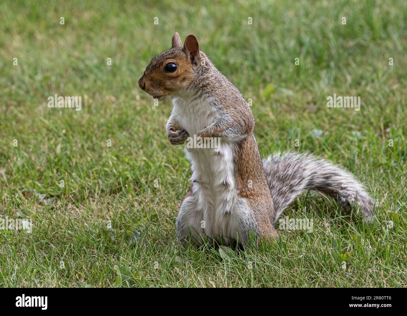 A very cheeky and rather fat / pregnant grey squirrel ( Sciurus ...