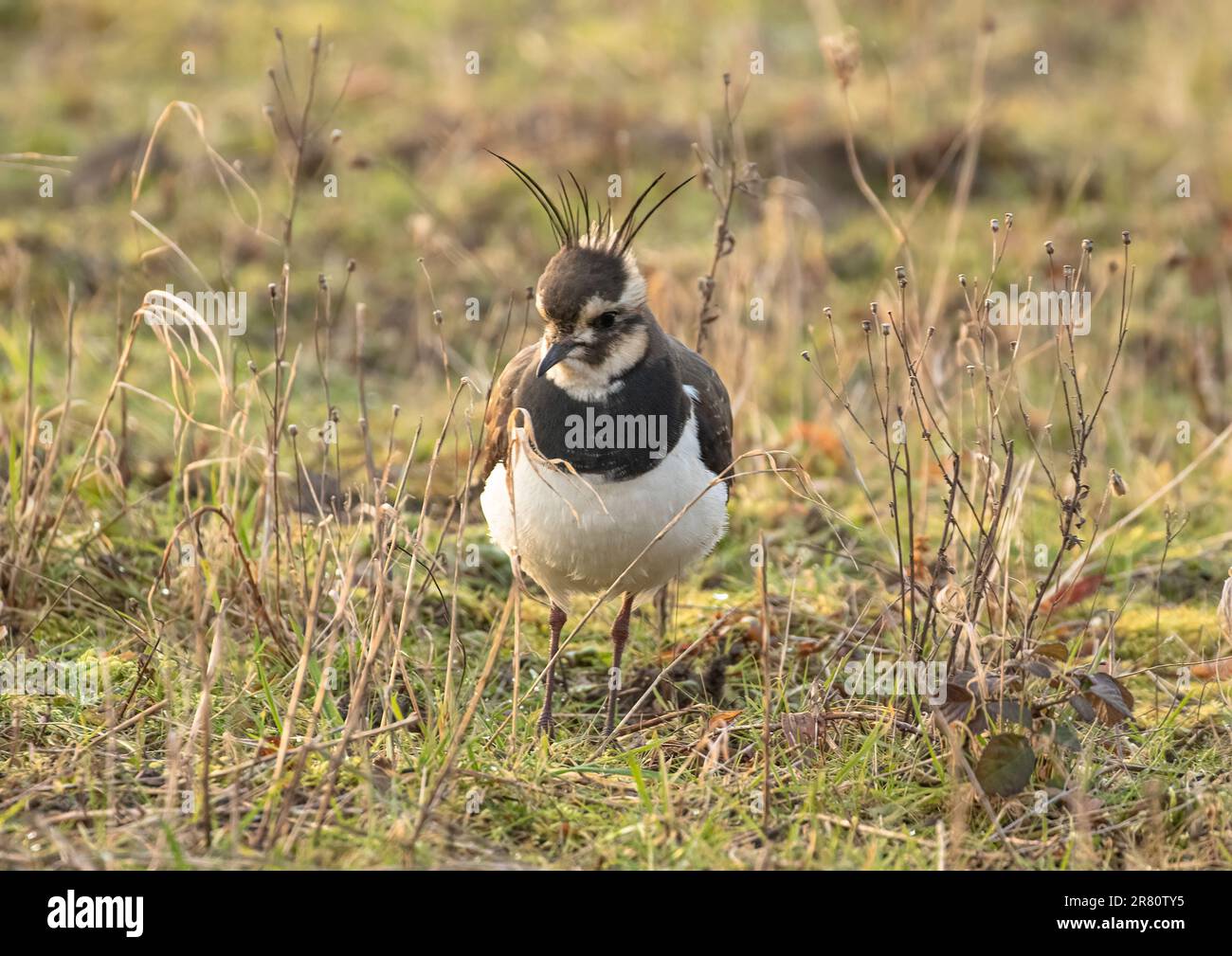 A lapwing, Peewit or Plover(Vanellus vanellis) head on on a meadow in ...
