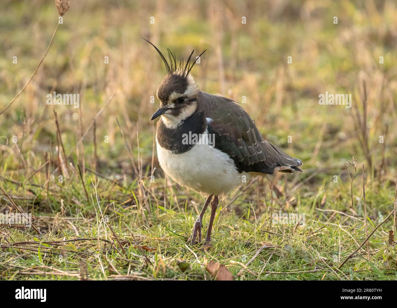 A lapwing, Peewit or Plover(Vanellus vanellis) head on on a meadow in ...