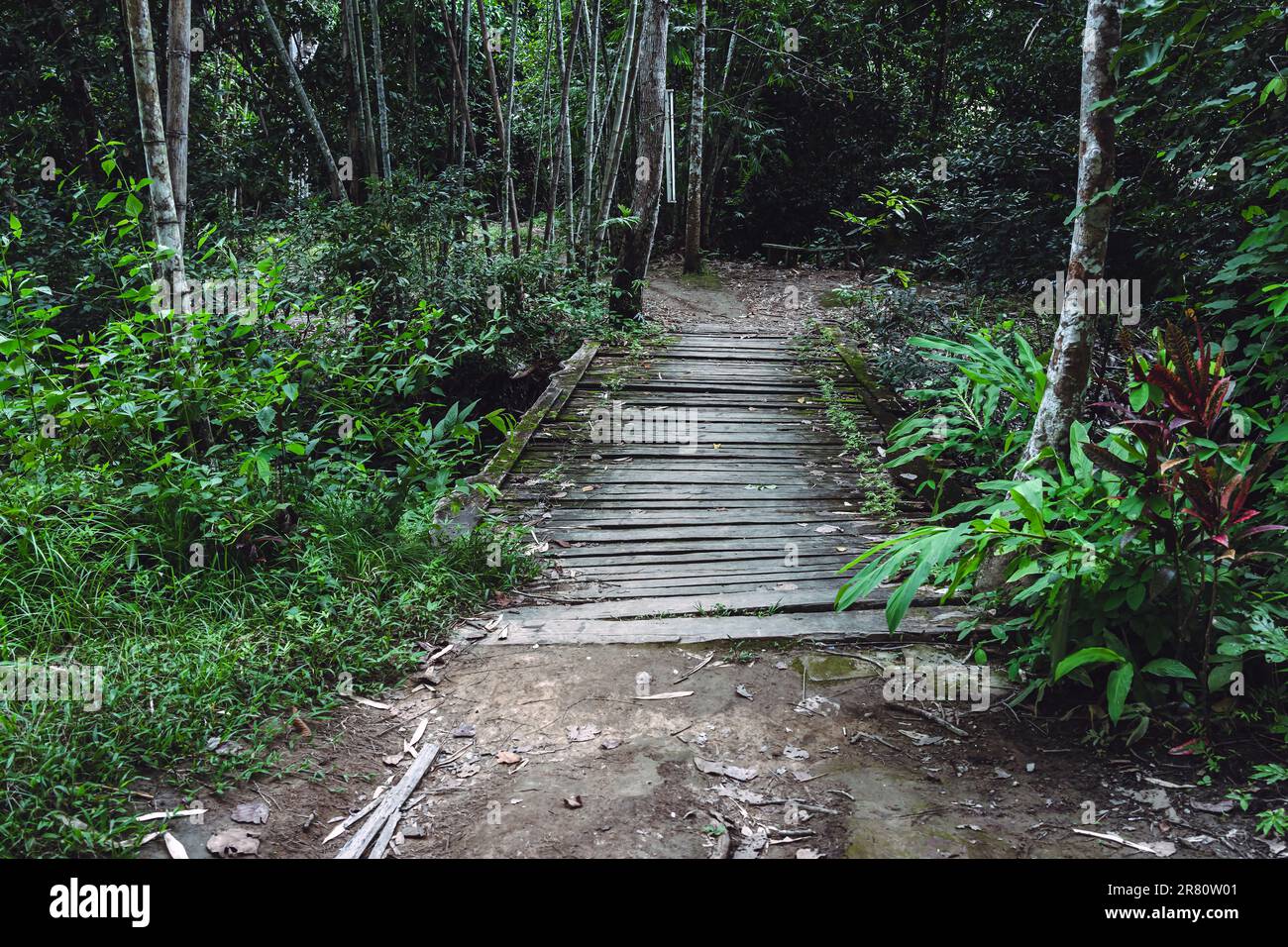 Old wooden bridge in forest. Ground view of bridge with wooden planks ...