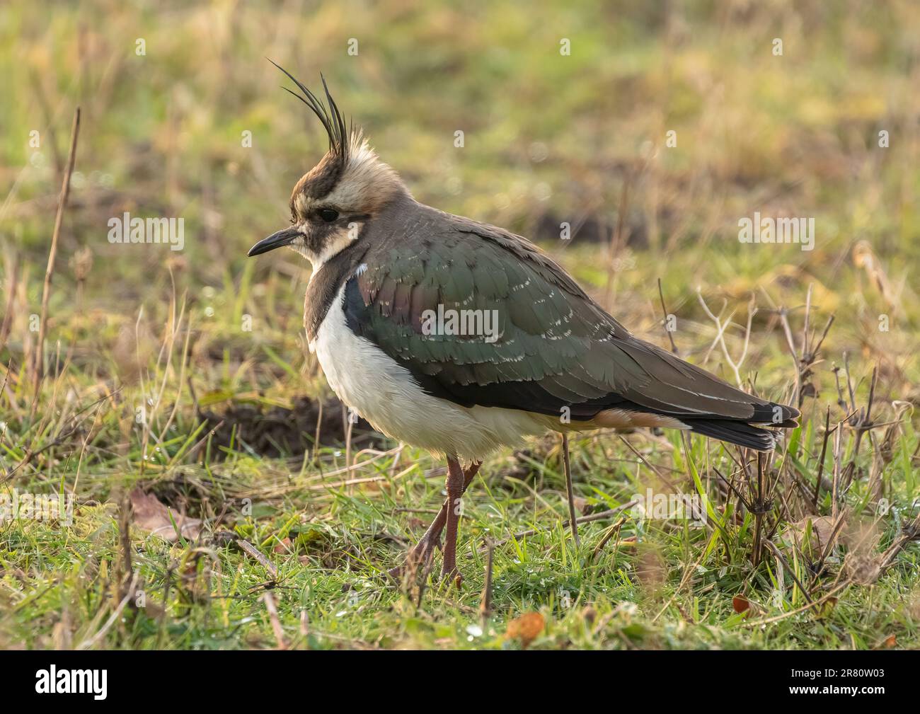 Distinctive head crest hi-res stock photography and images - Alamy
