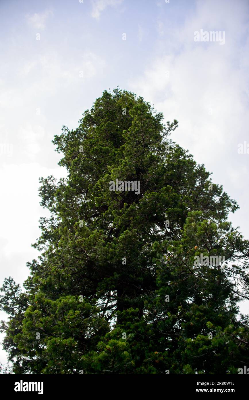 A view of the pine trees and white clouds in the sky in Nathia Gali ...