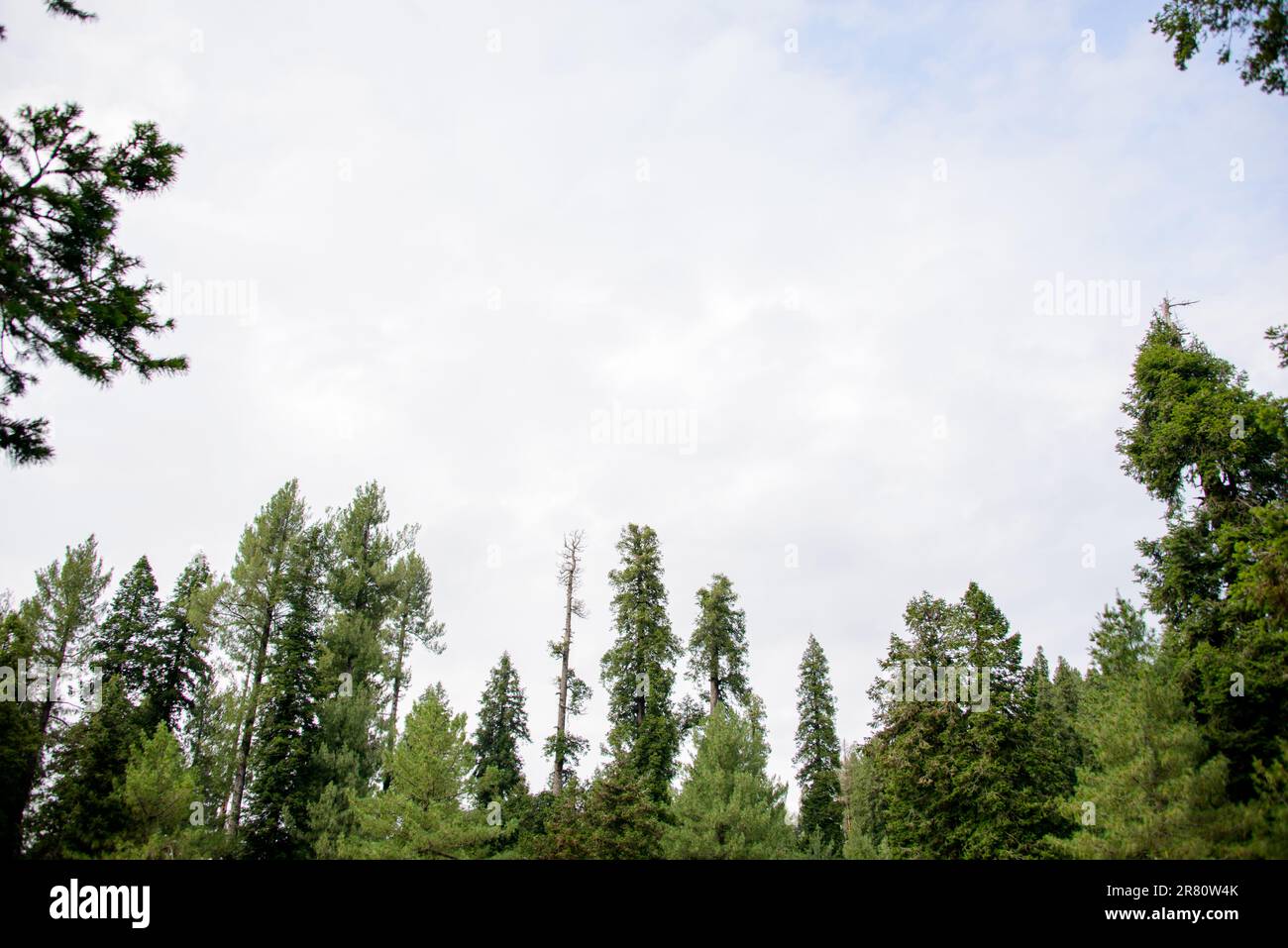 Pinus roxburghii hi-res stock photography and images - Alamy