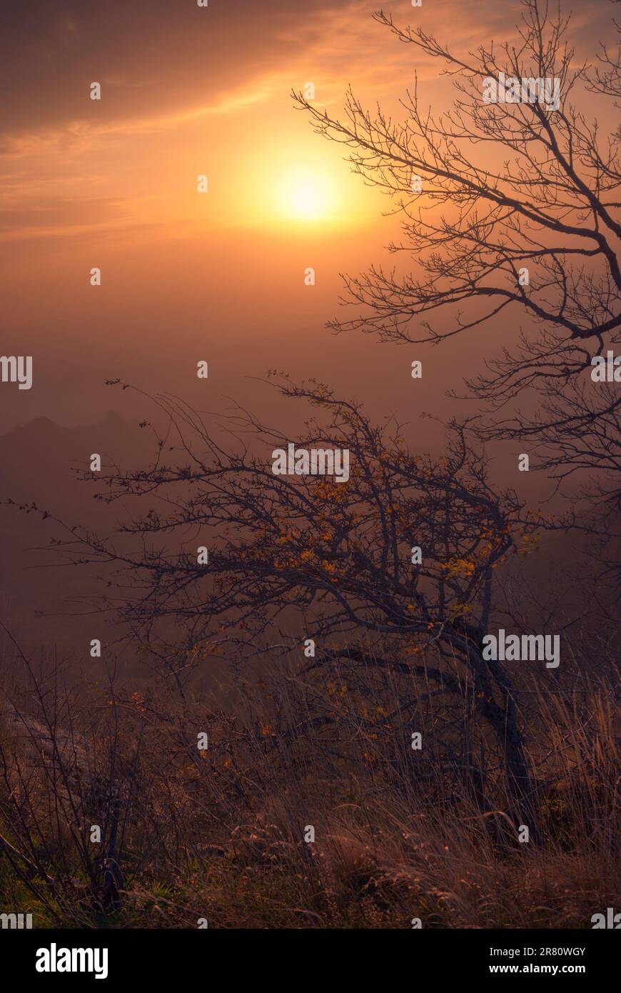 Colorful autumn sunset with sun rays coloring the tree Stock Photo - Alamy
