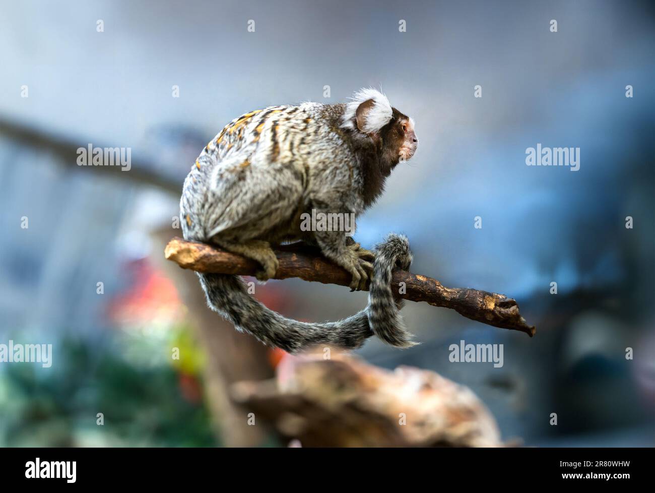 Dwarf green monkey (vervetka) - species of monkeys family martyshkovyh ...