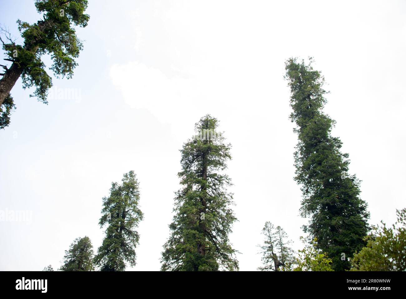 A view of the pine trees and white clouds in the sky in Nathia Gali ...