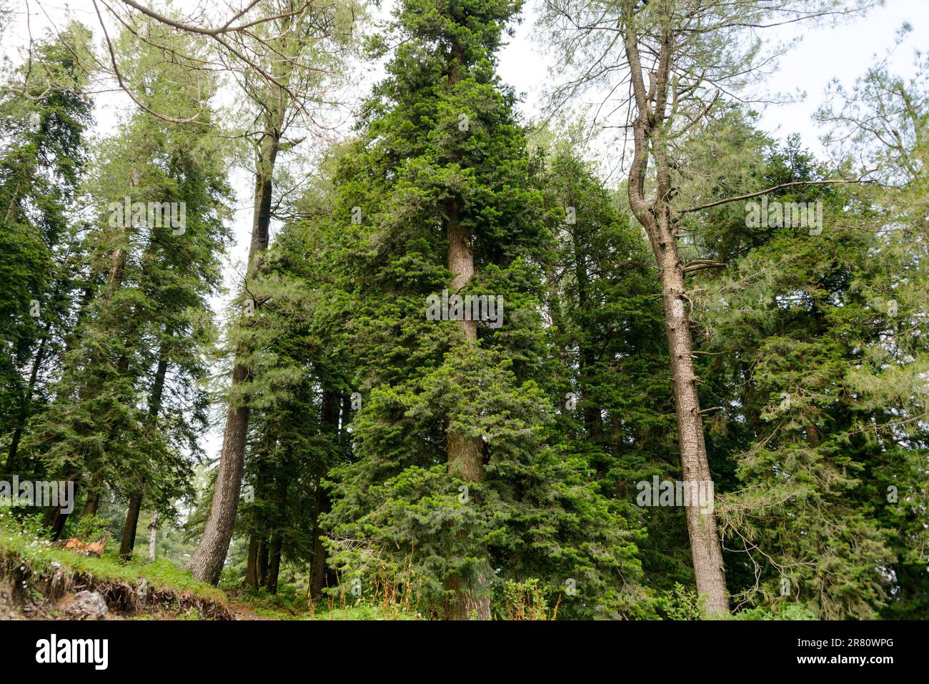 Pinus Roxburghii Tree on the Mountains in Nathia Gali, Abbottabad ...