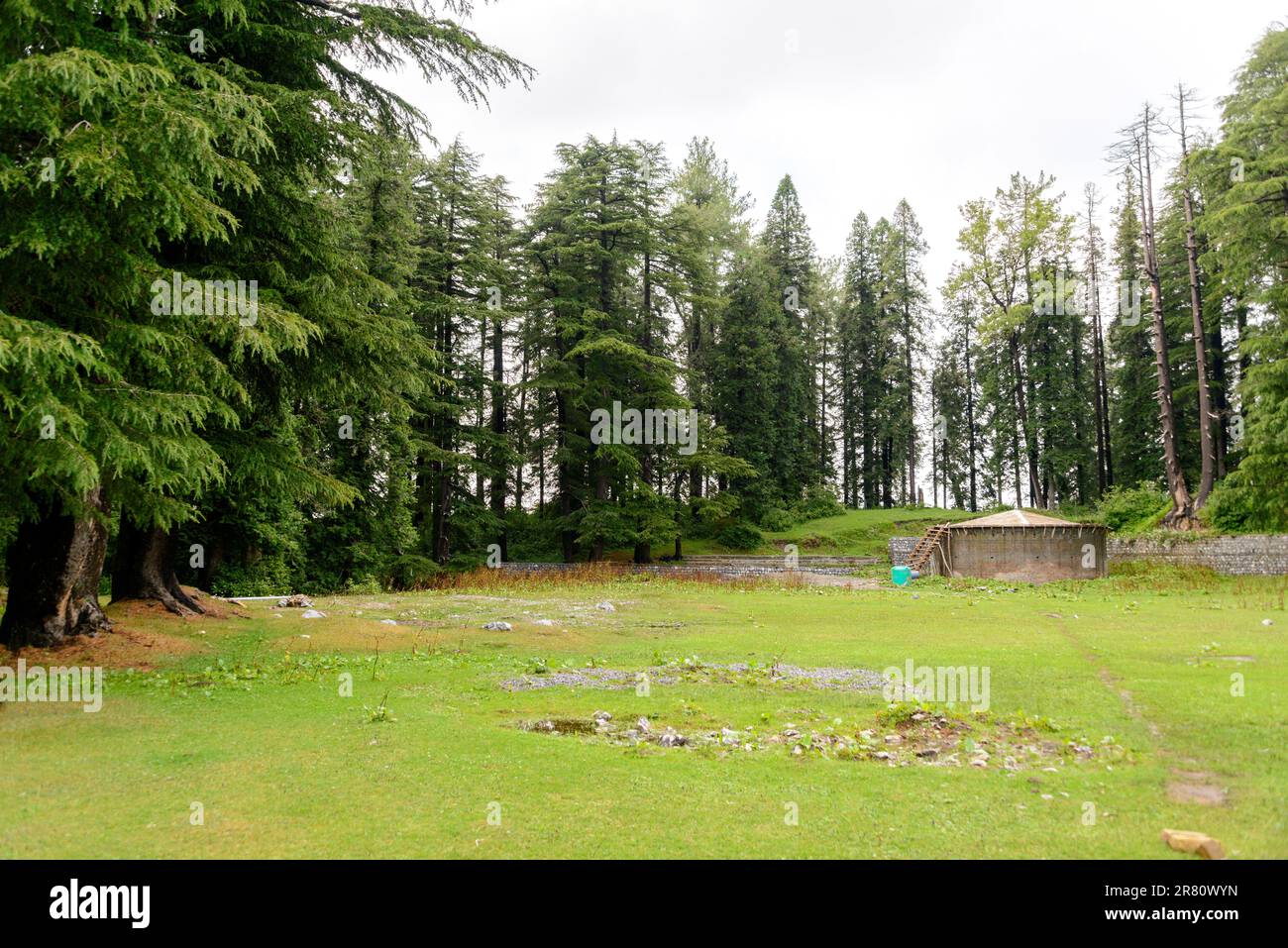 Pinus Roxburghii Tree on the Mountains in Nathia Gali, Abbottabad ...