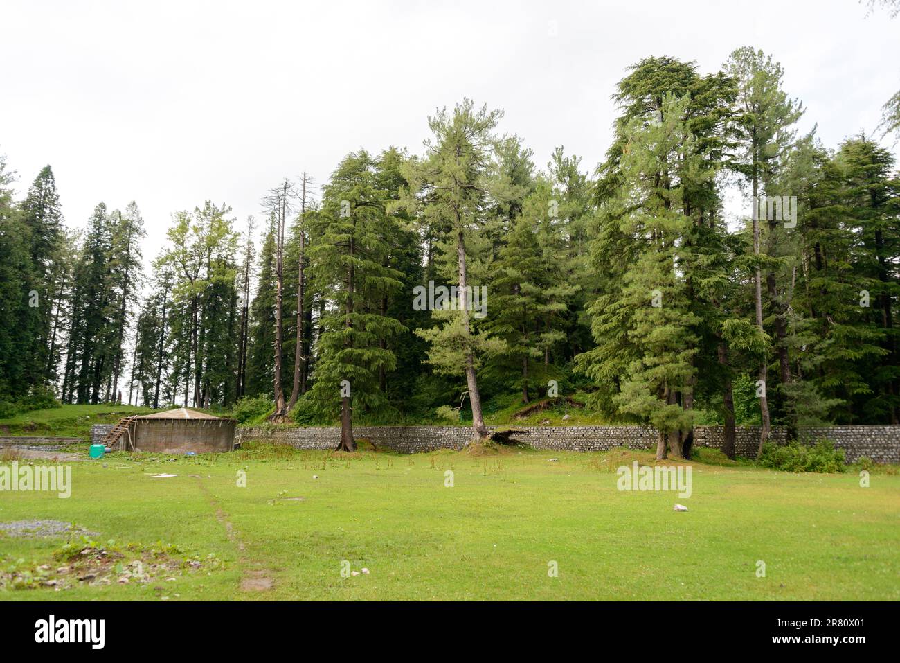Pinus Roxburghii Tree on the Mountains in Nathia Gali, Abbottabad ...