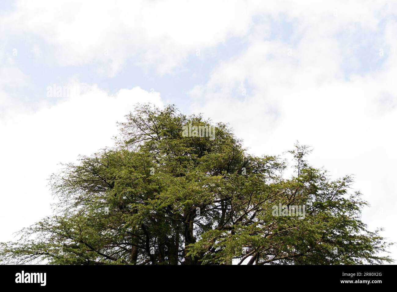 A view of the pine trees and white clouds in the sky in Nathia Gali ...