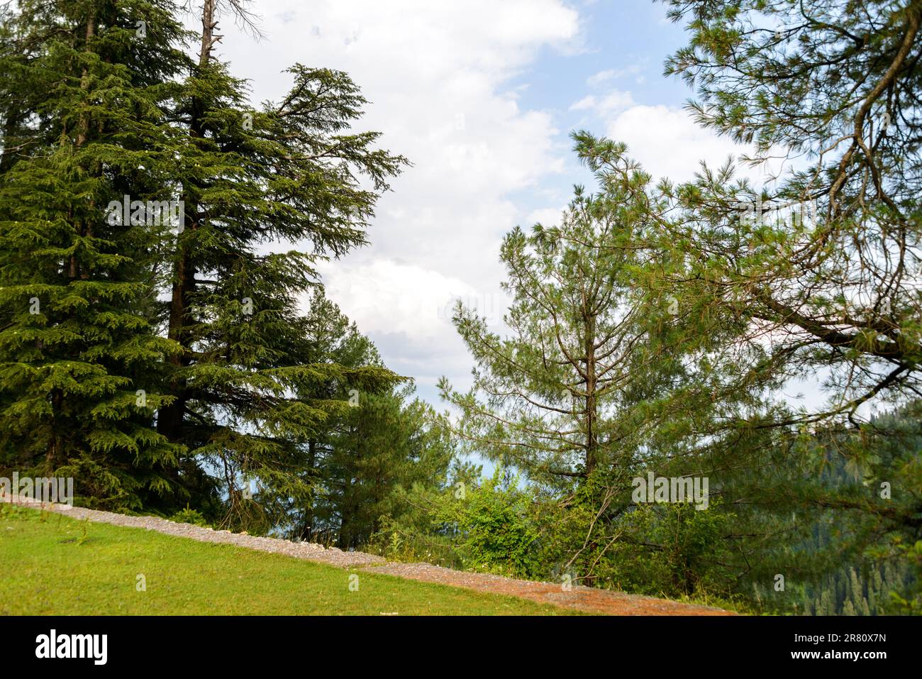 Pinus Roxburghii Tree on the Mountains in Nathia Gali, Abbottabad ...
