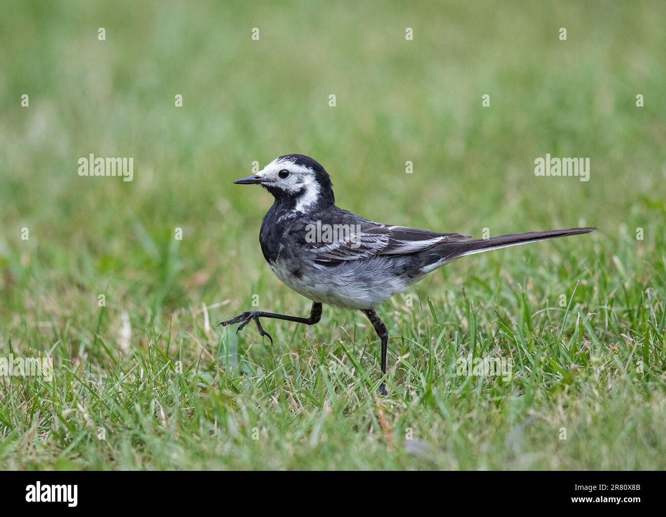 A close up of a Pied Wagtail (Motacilla alba) striding along looking to ...