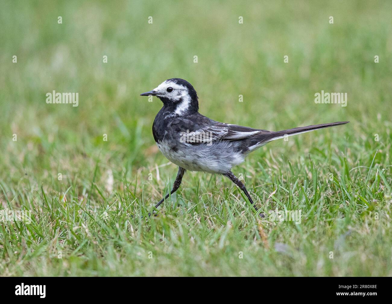 A close up of a Pied Wagtail (Motacilla alba) striding along looking to ...