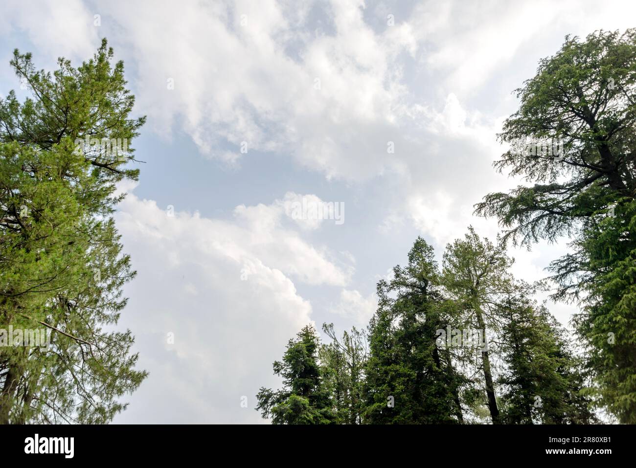 A view of the pine trees and white clouds in the sky in Nathia Gali ...