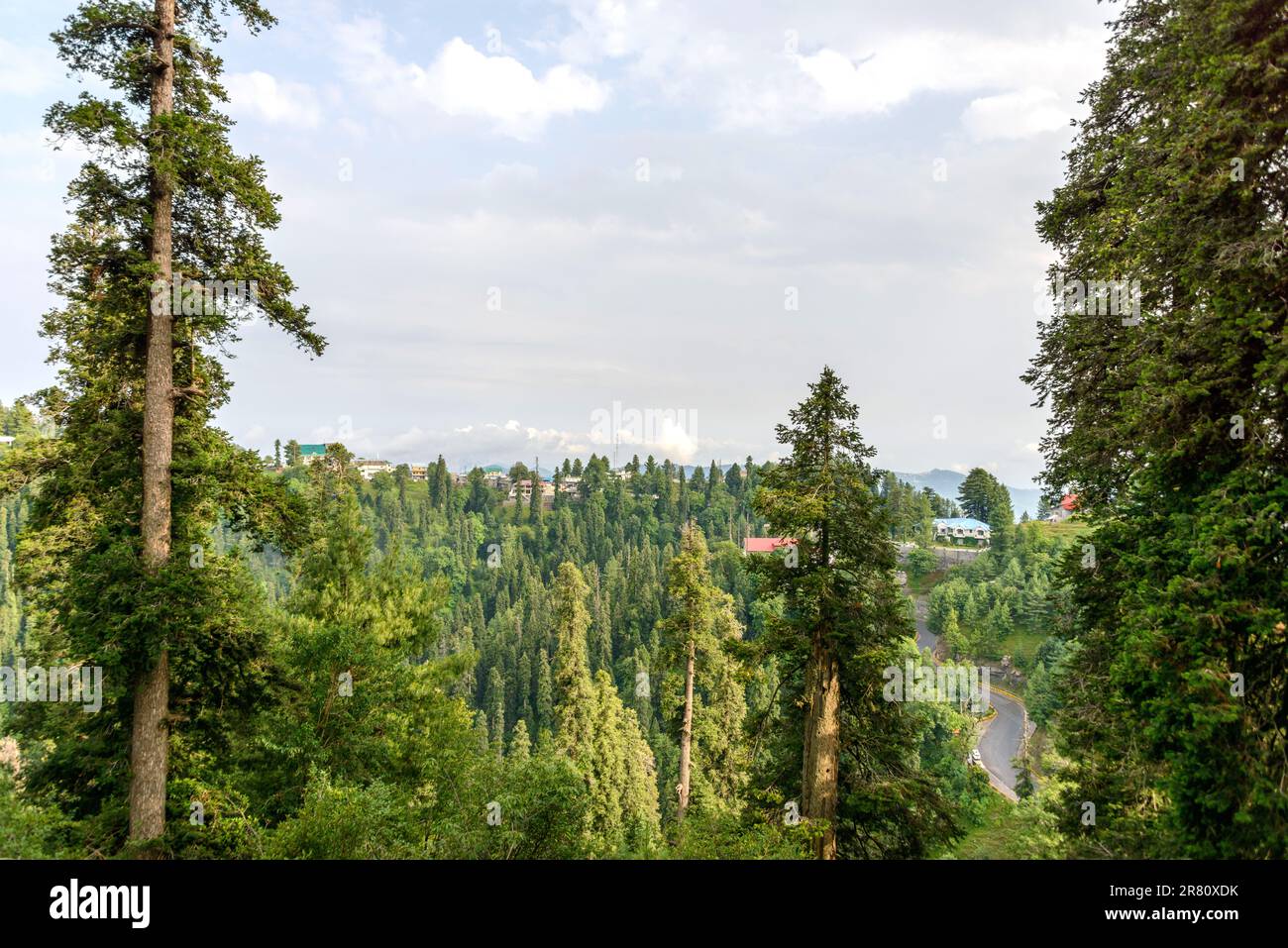 Pinus Roxburghii Tree on the Mountains in Nathia Gali, Abbottabad ...