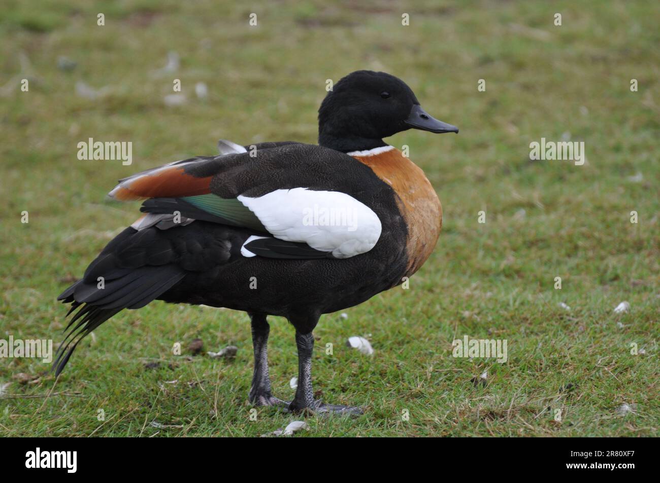 Australian shelducks hi-res stock photography and images - Alamy