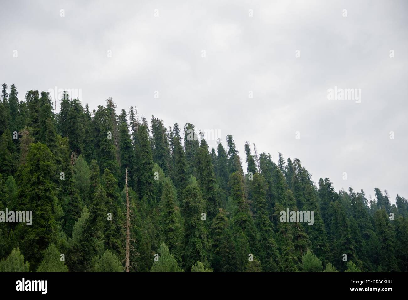 Pinus roxburghii pakistan hi-res stock photography and images - Alamy