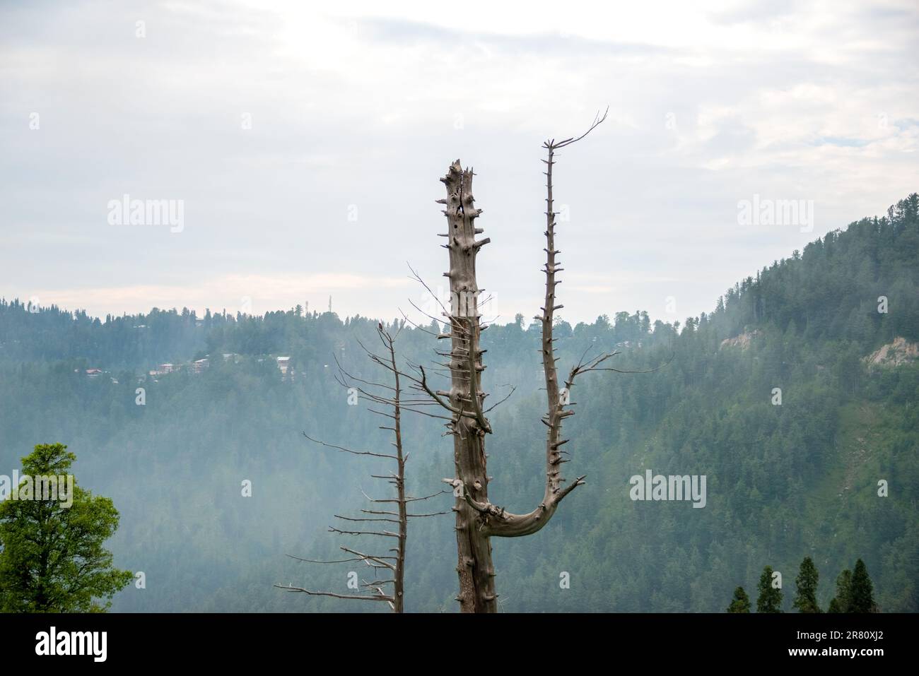 Pinus roxburghii pakistan hi-res stock photography and images - Alamy