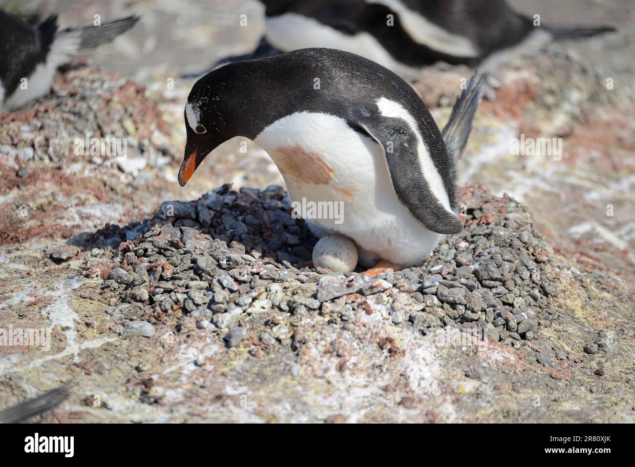 Pinguin egg hi-res stock photography and images - Alamy