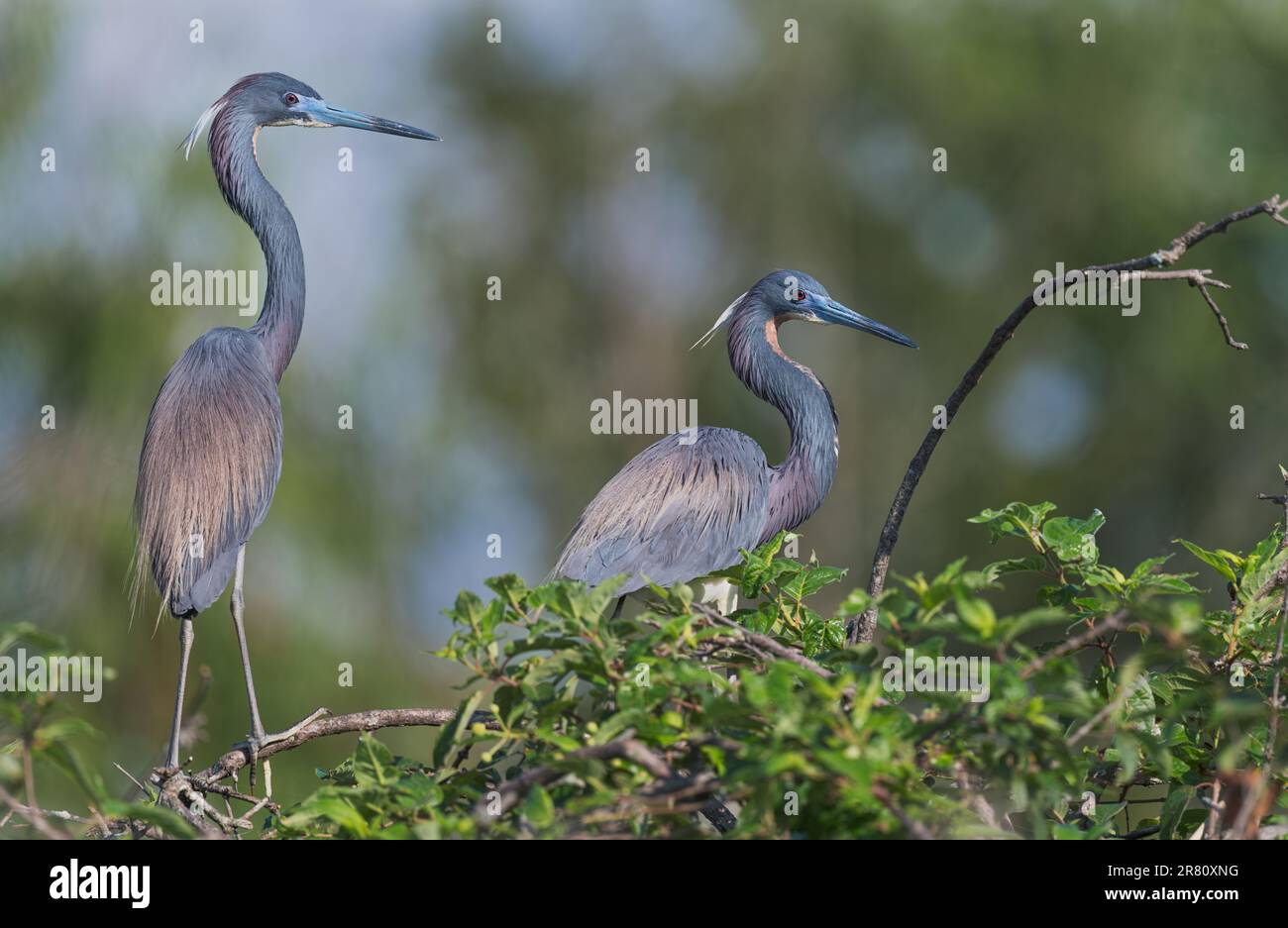 Tri color herons hi-res stock photography and images - Alamy