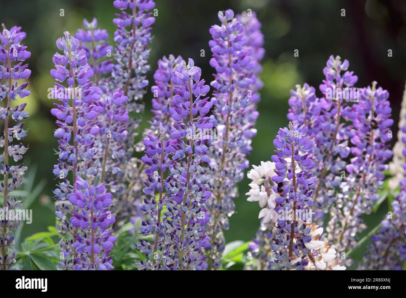 Lupinus, lupin, field with purple and blue flowers. Blooming lupine ...