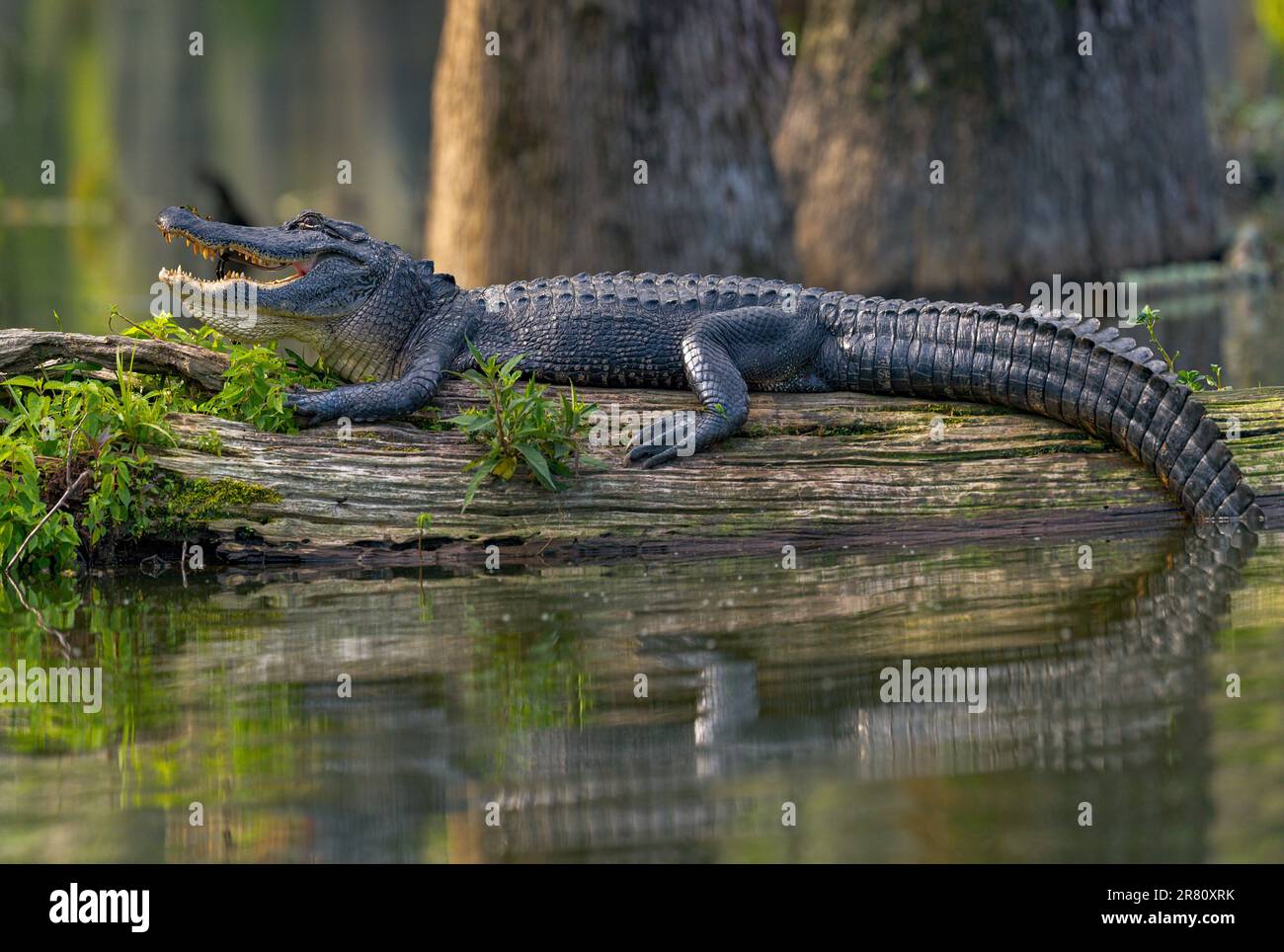 A large alligator with a hook in its mouth rests on a cypress log ...