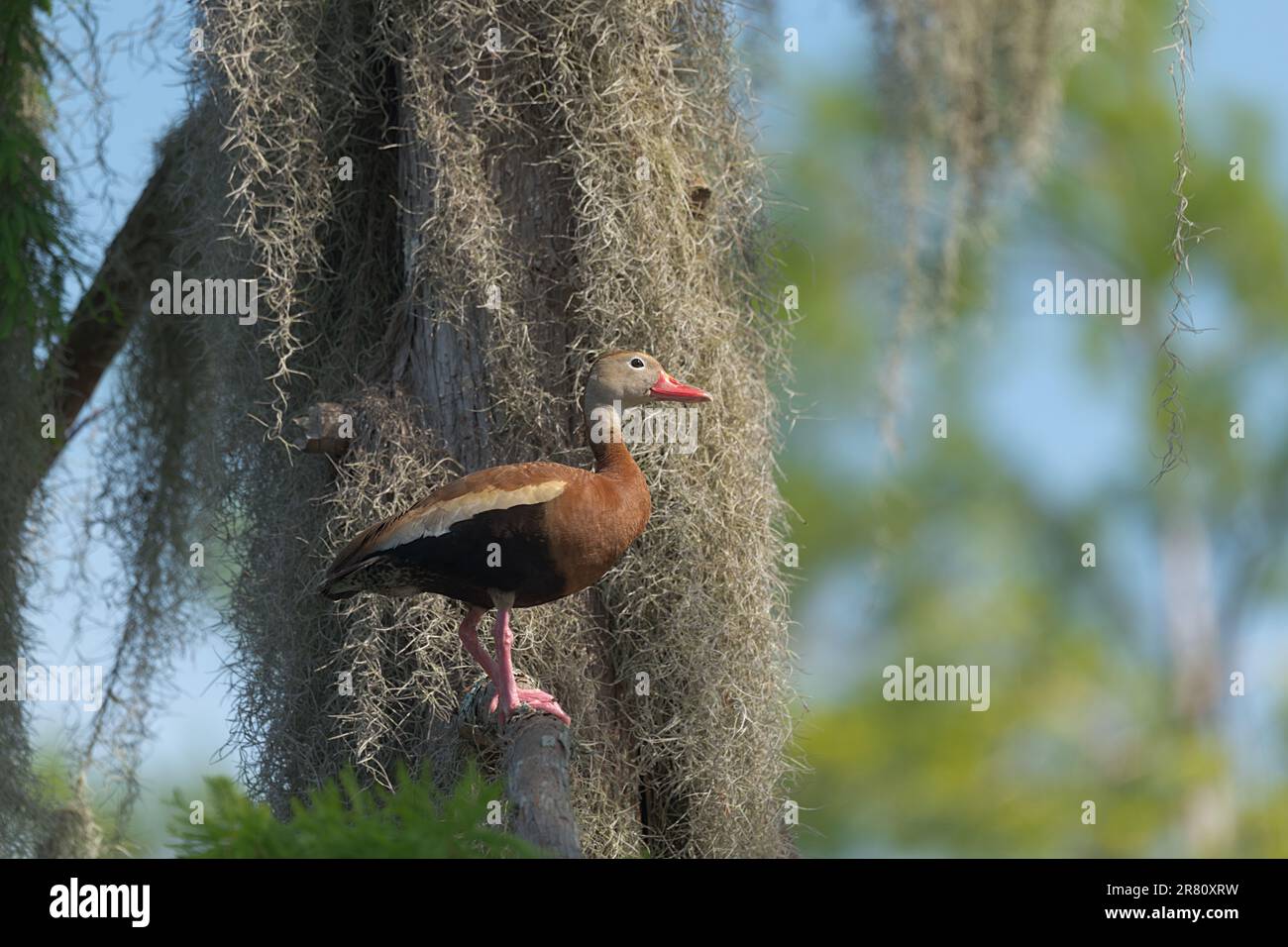 Abundant fauna hi-res stock photography and images - Alamy
