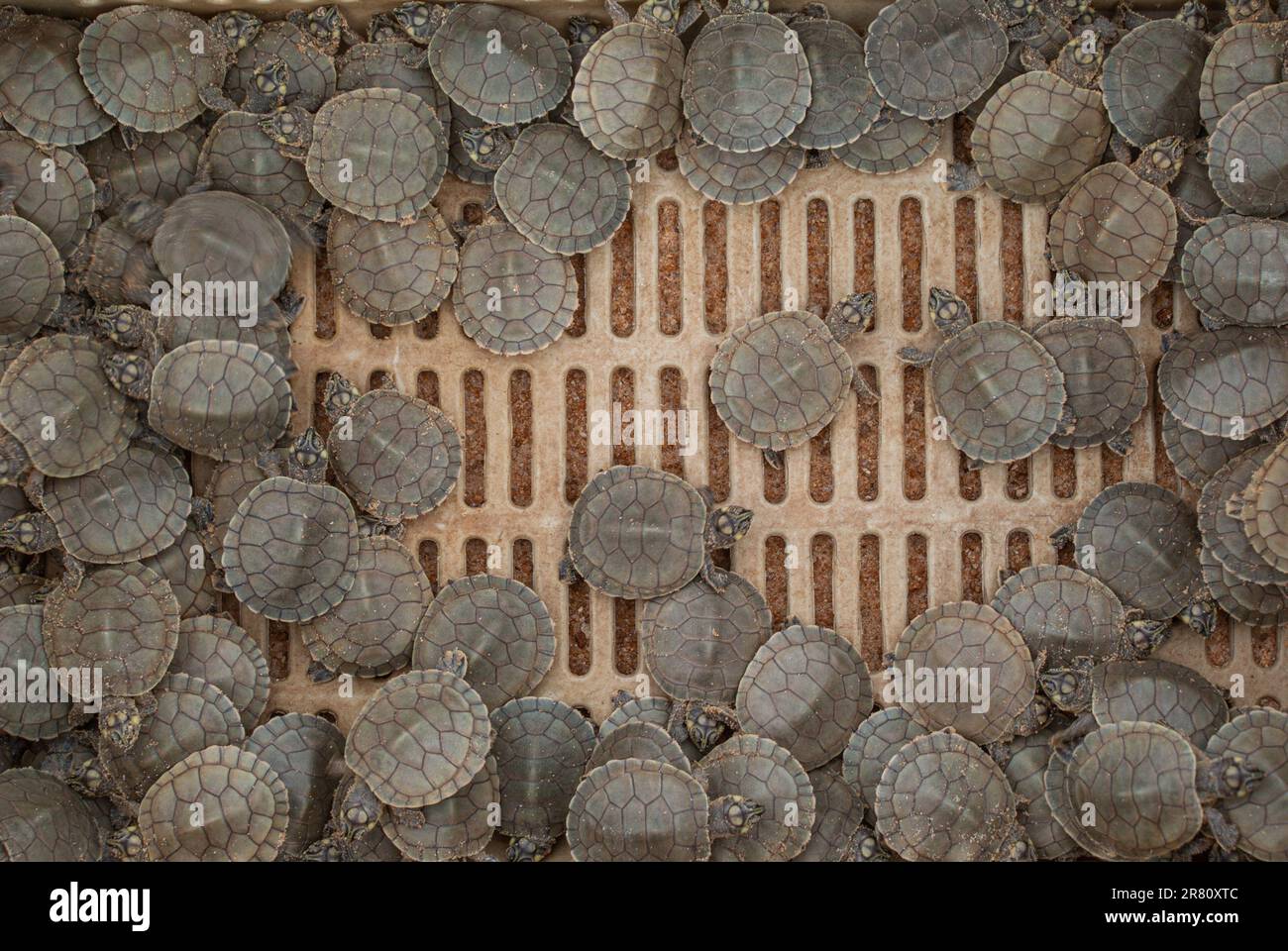 Multiple turtles hi-res stock photography and images - Alamy