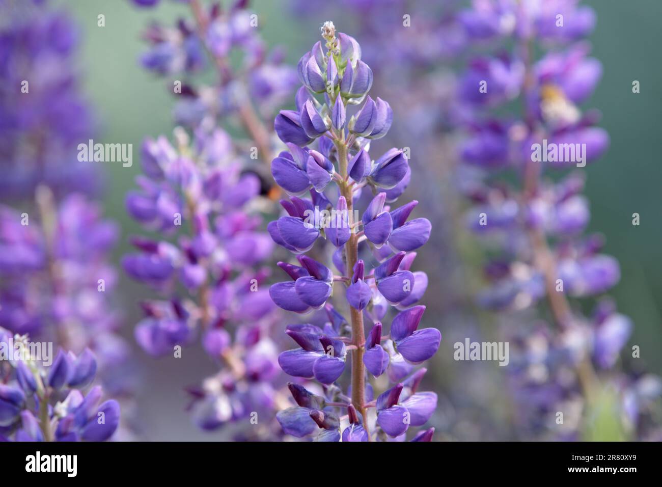 Lupinus polyphyllus. lupin, field with purple and blue flowers ...