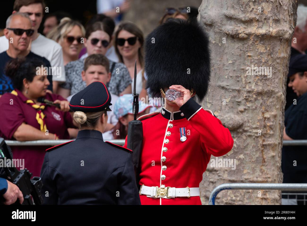 Street Liner drinking water on hot day at Trooping the Colour 2023 in ...