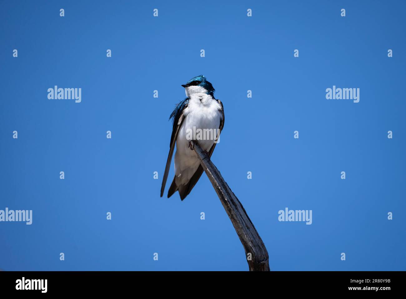 Perched Tree swallow on the lookout for food Stock Photo - Alamy