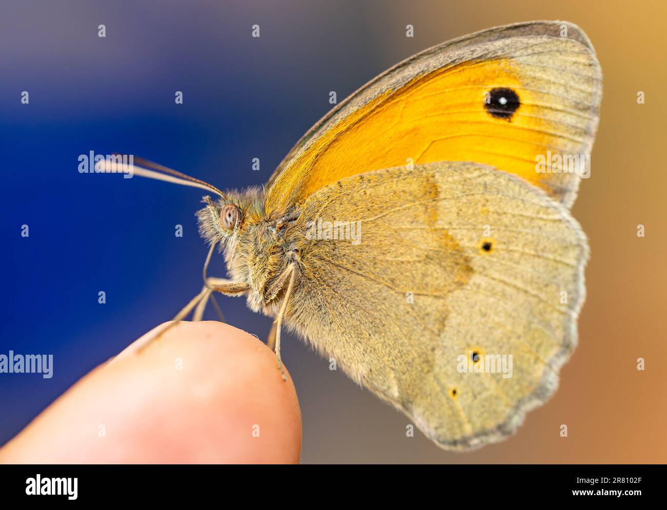 Closeup shot spotted butterfly hi-res stock photography and images - Alamy