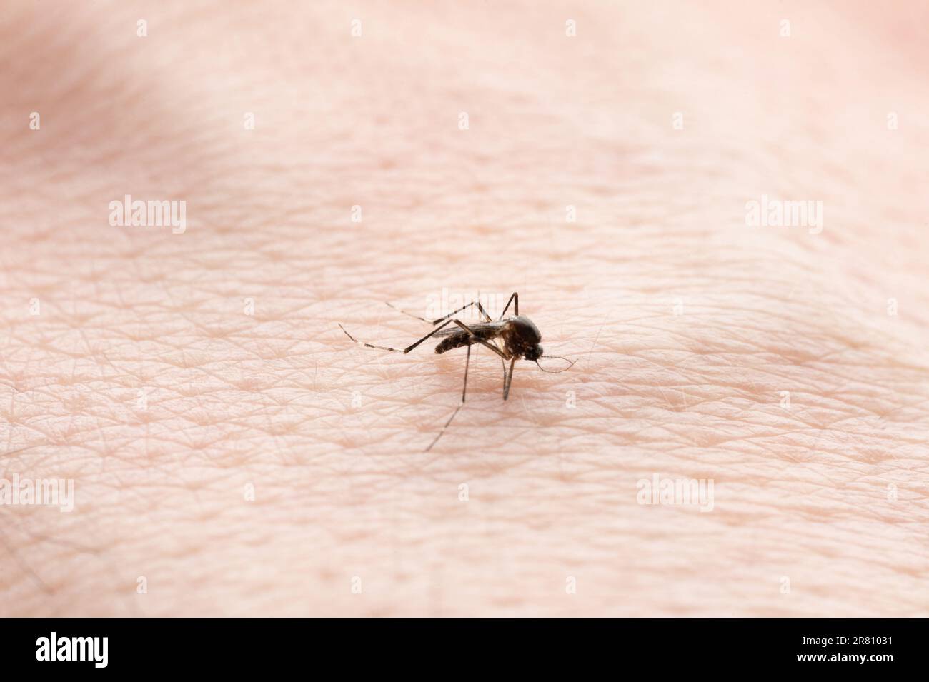 Mosquito try bite human skin macro close up view Stock Photo - Alamy