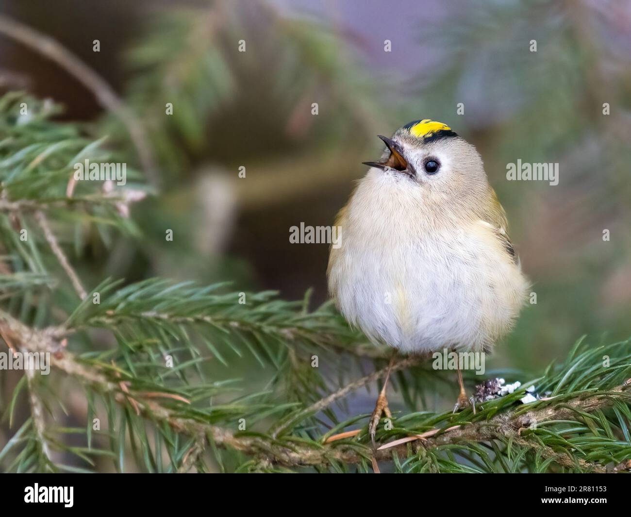 Goldcrest fauna hi-res stock photography and images - Alamy