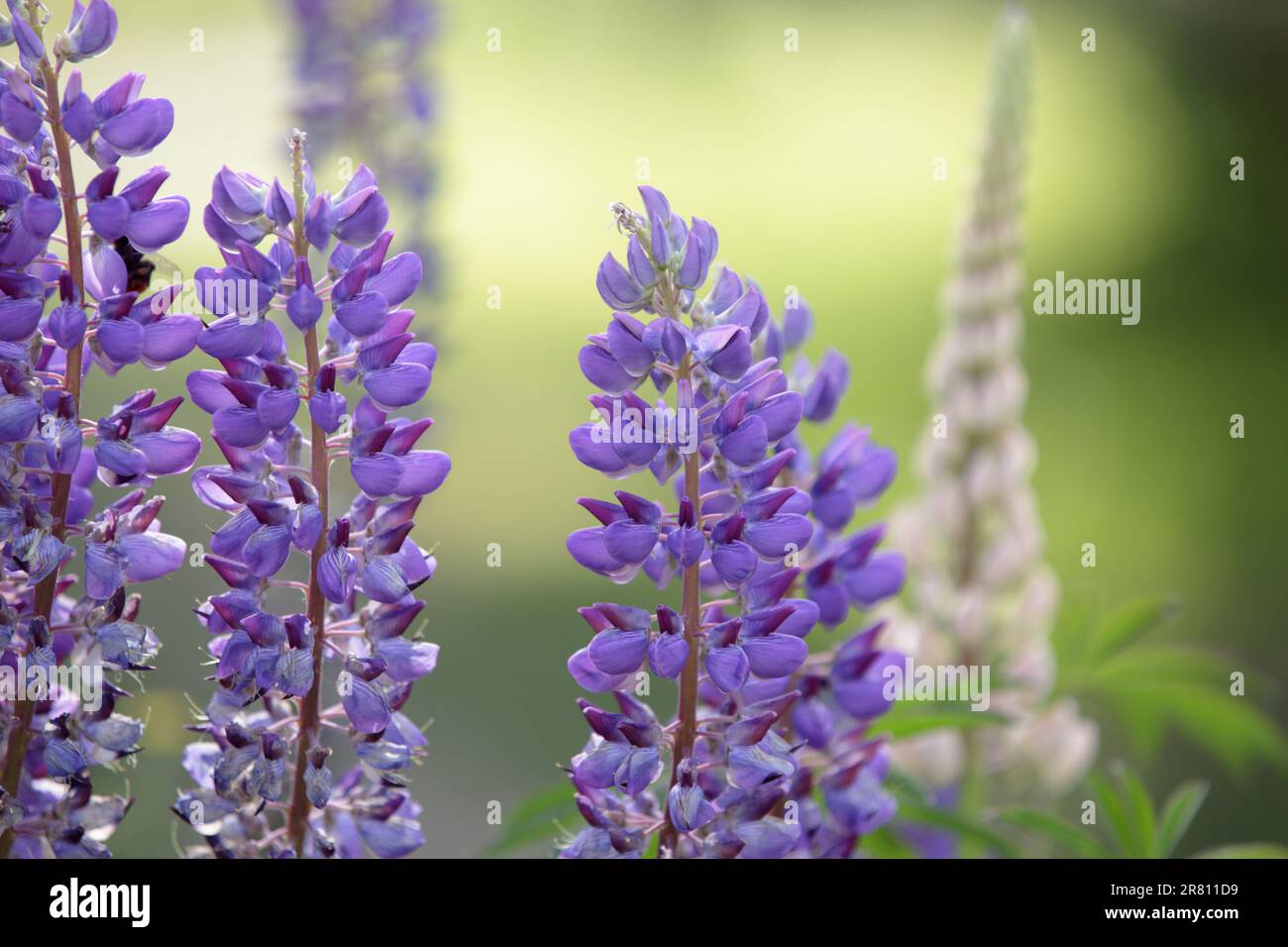 Lupinus, lupin, field with purple and blue flowers. Bunch of lupines in ...