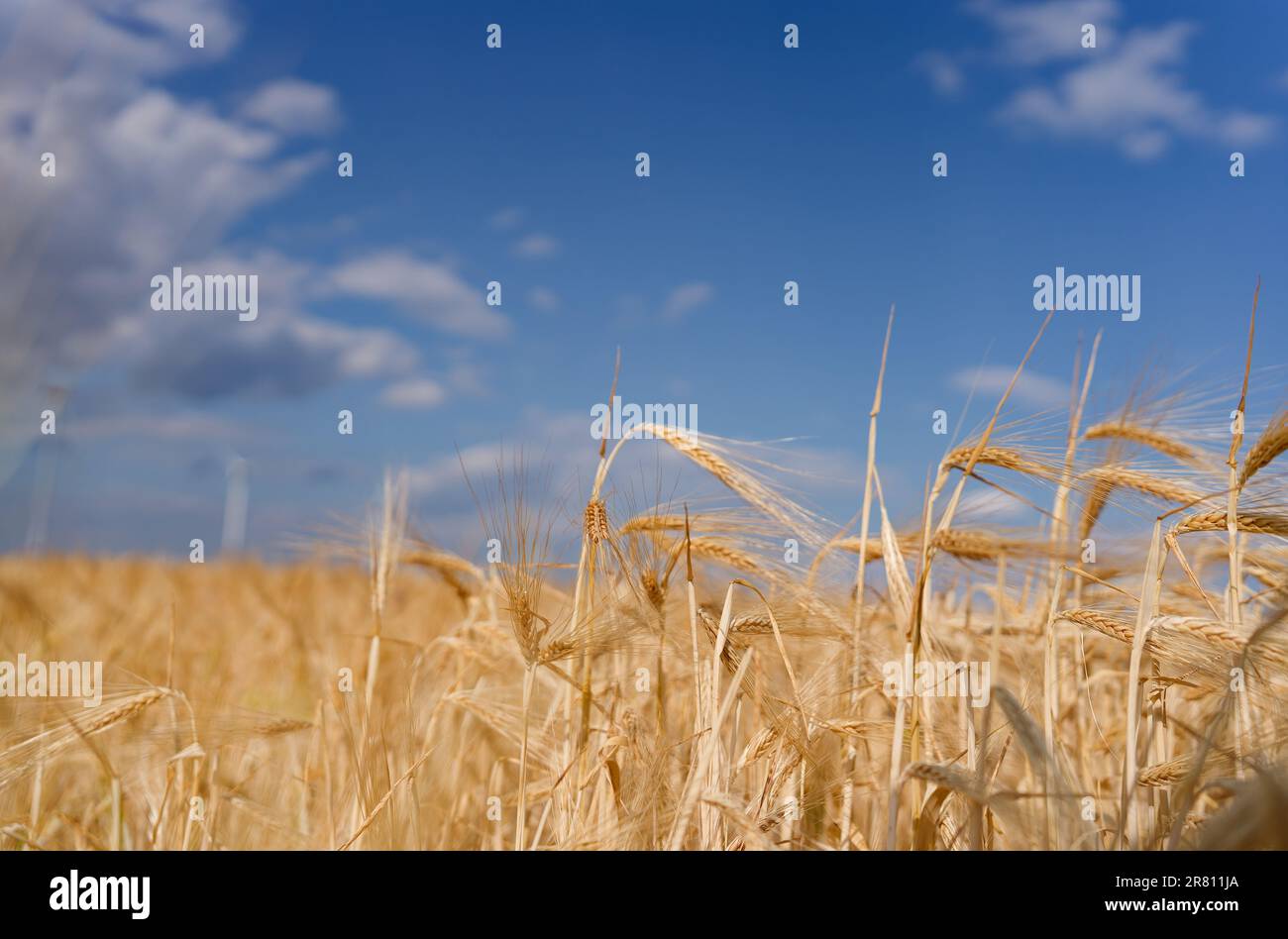 Blue wheat hi-res stock photography and images - Alamy