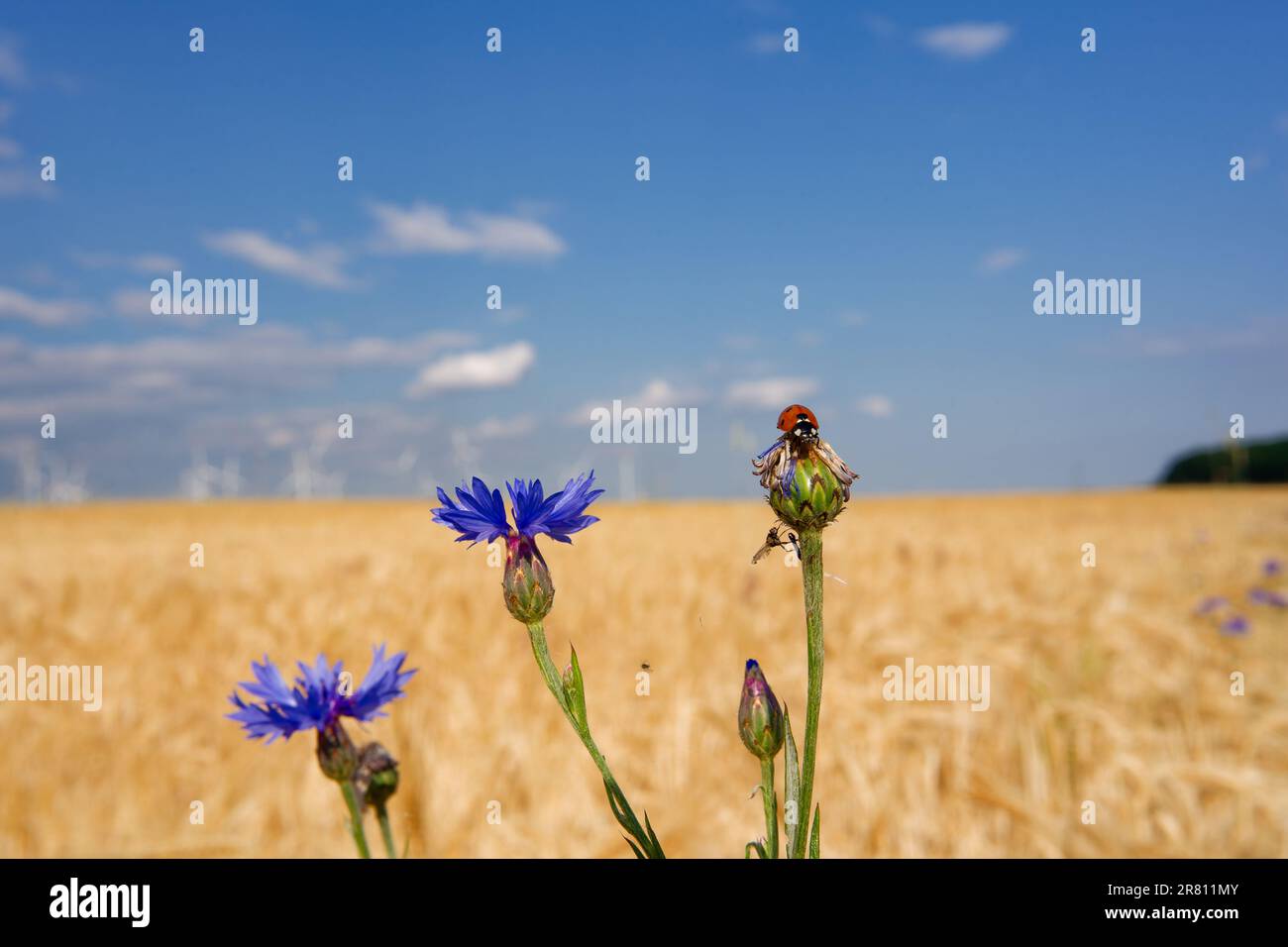 Ladybug on a blue corn flower in front of a wheat field and blue sky ...