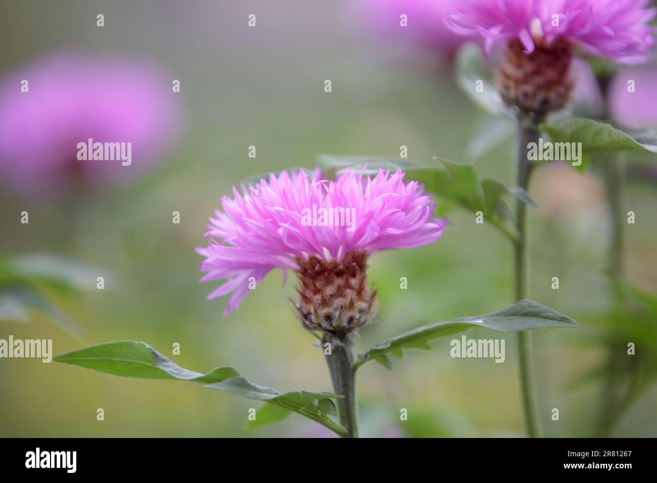 Flower of Psephellus. Beautiful bright pink Psephellus dealbatus. Close ...